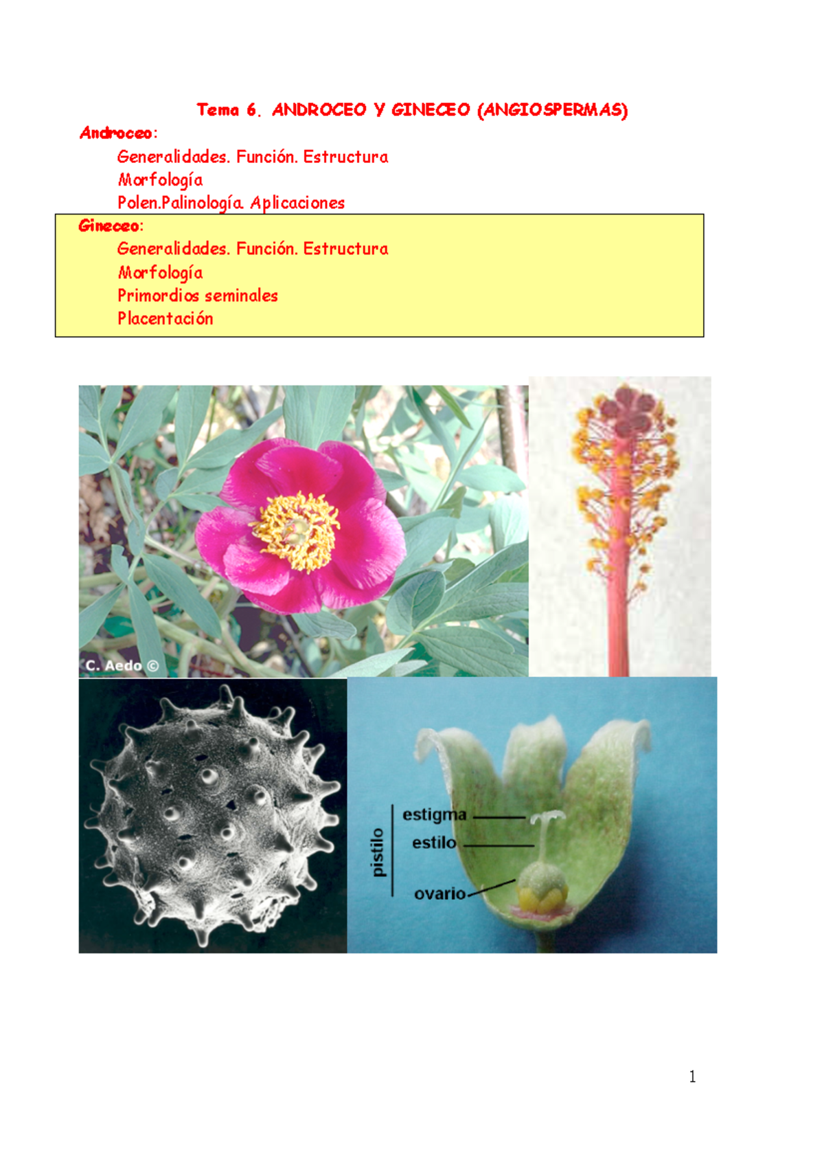 Apuntes Tema 6-2 Gineceo - Tema 6. ANDROCEO Y GINECEO (ANGIOSPERMAS ...