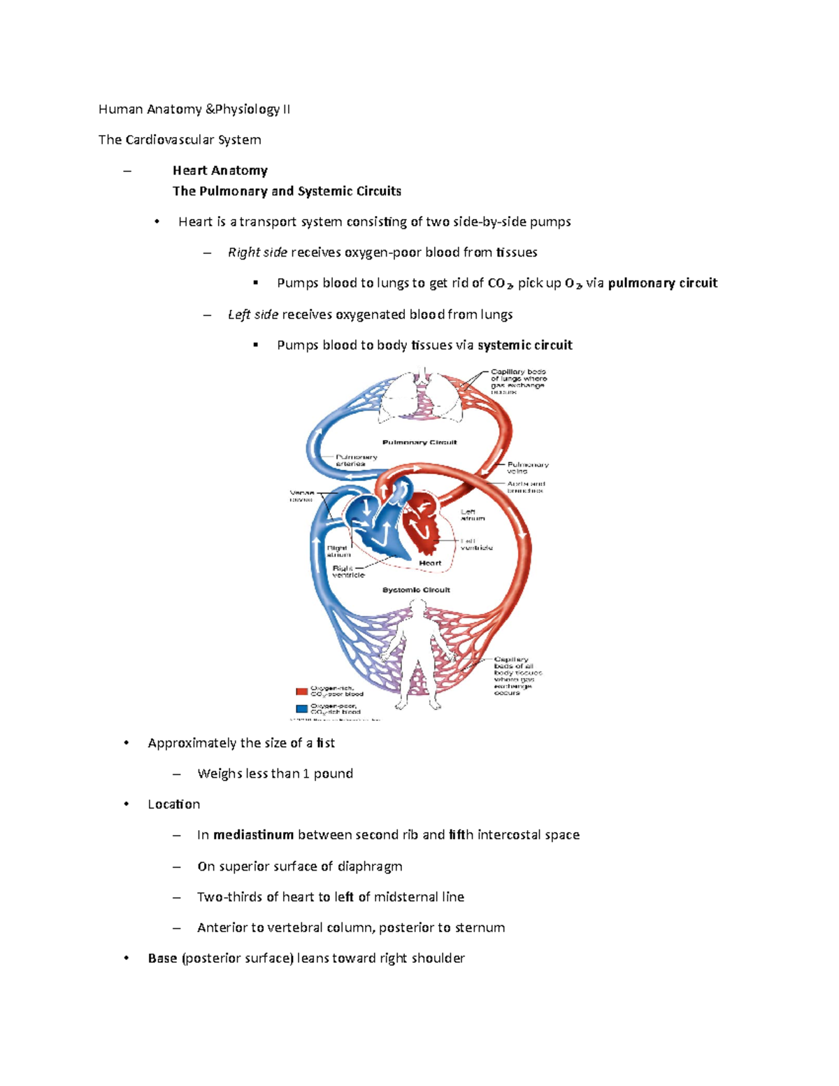Cardiovascular System Reviewer - Human Anatomy &Physiology II The ...