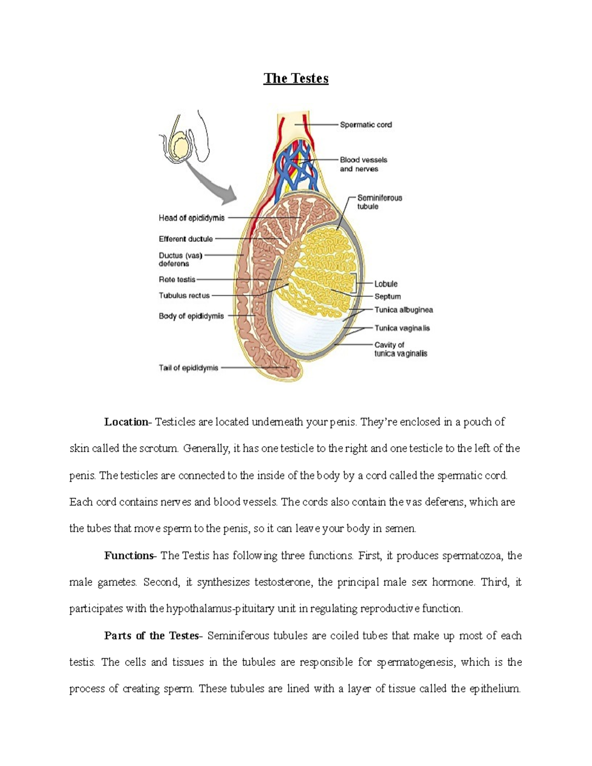 The testes - GOOD LUCK - The Testes Location- Testicles are located ...