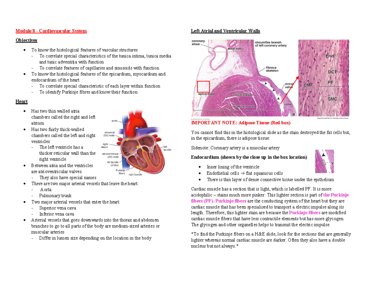ANAT2241 - Cardiovascular System Histological Slides - Warning: TT: undefined function: 32 ...