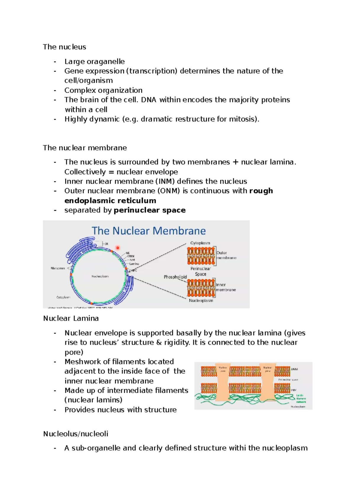 molecular cell biology module 1-2 - The nucleus Large oraganelle Gene ...