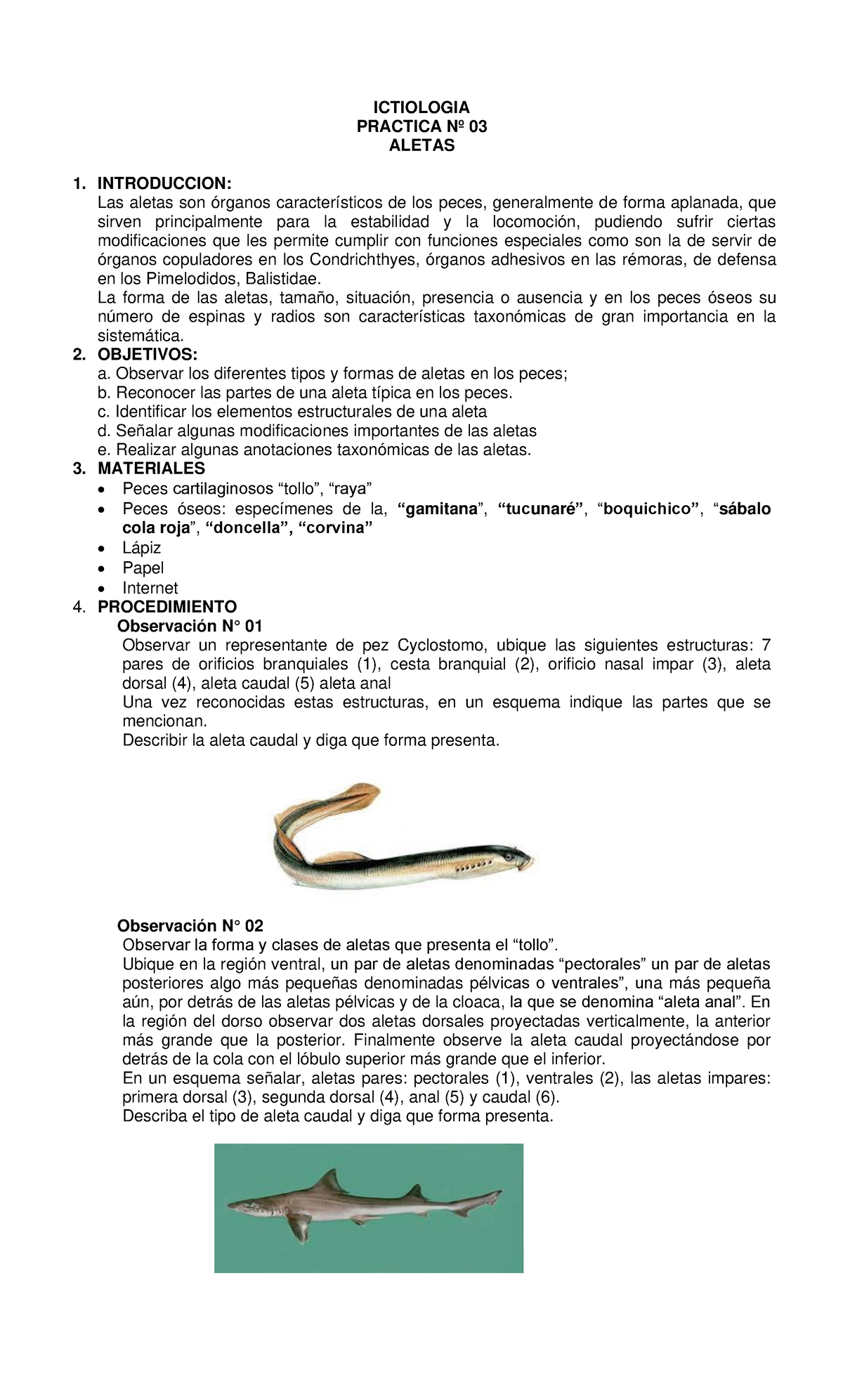 Práctica Nº 03 Aletas de los Peces - ICTIOLOGIA PRACTICA Nº 03 ALETAS 1 ...