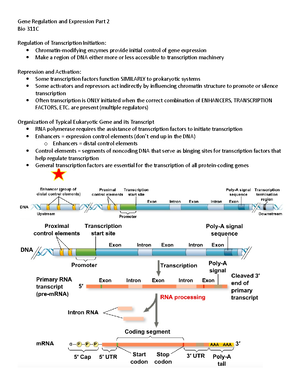 Part 1 The Genetic Code, Transcription, Translation, and Mutation - Studocu