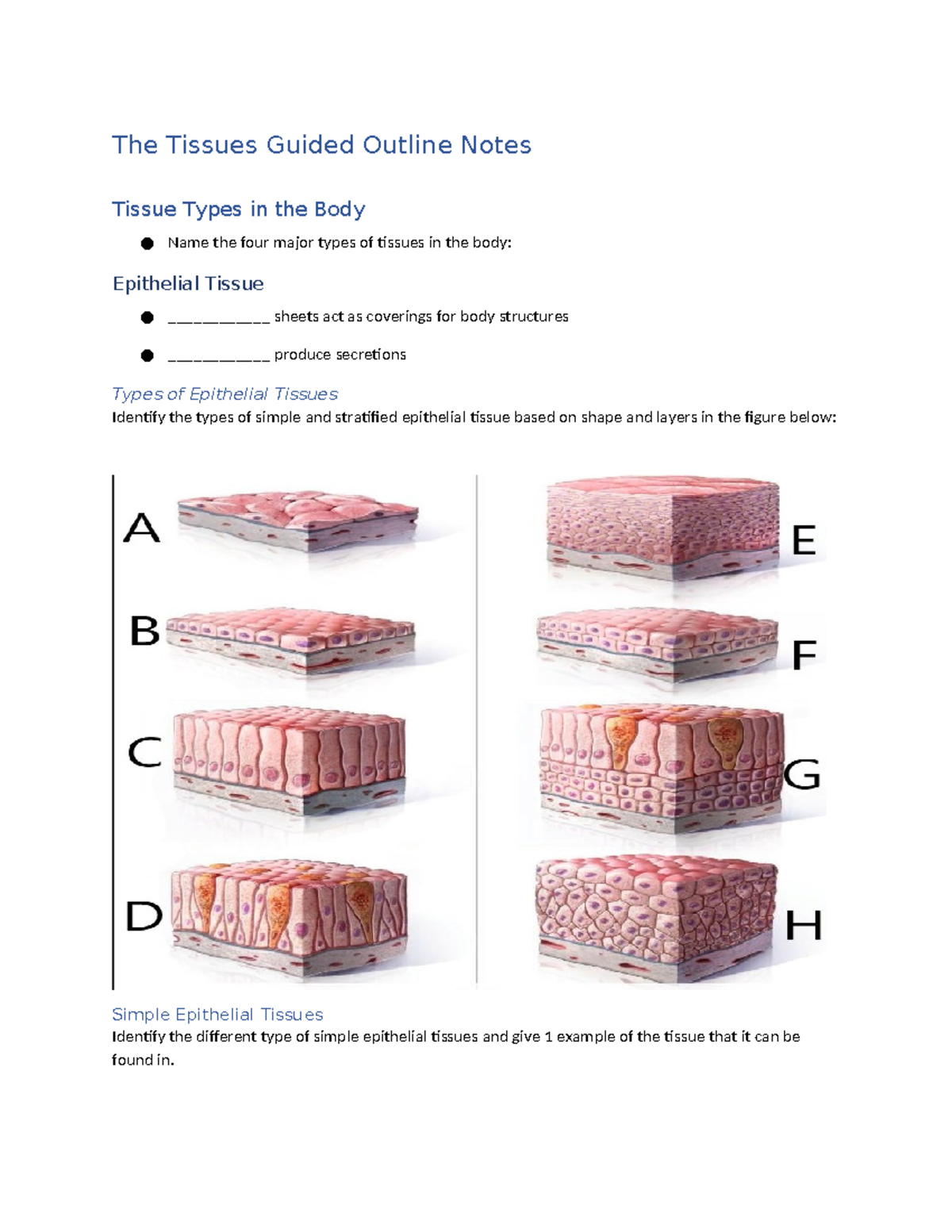 Tissue Guided Outline Notes - The Tissues Guided Outline Notes Tissue ...