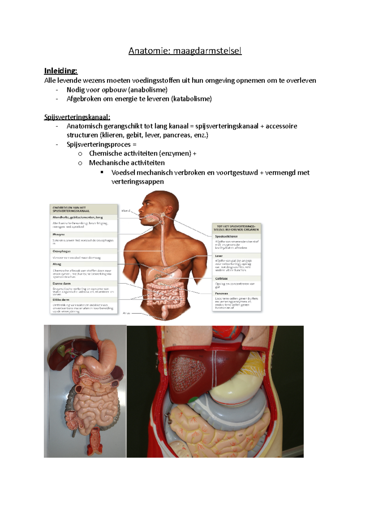 Anatomie - maagdarmstelsel - Anatomie: maagdarmstelsel Inleiding: Alle ...