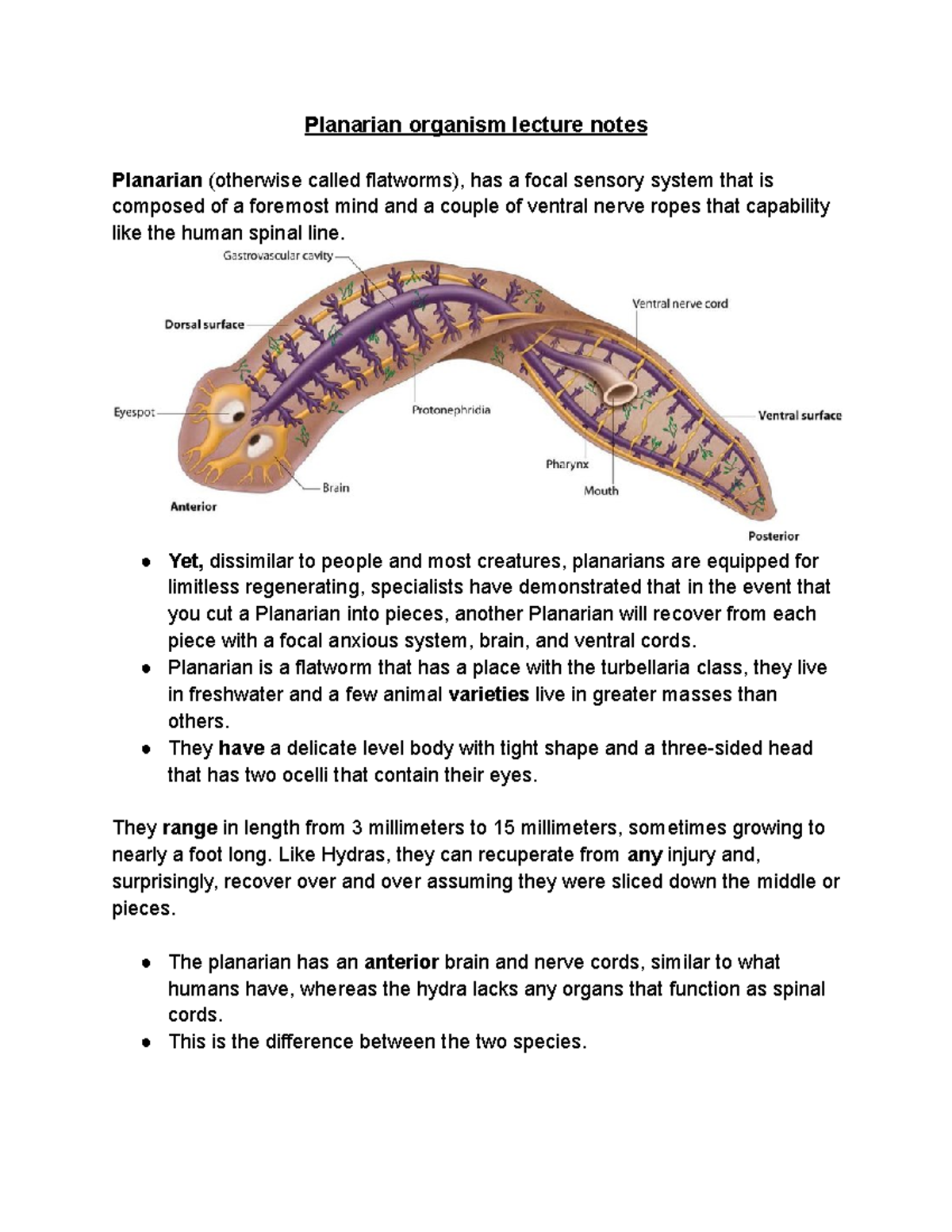 Planarian organism lecture notes - Planarian organism lecture notes ...