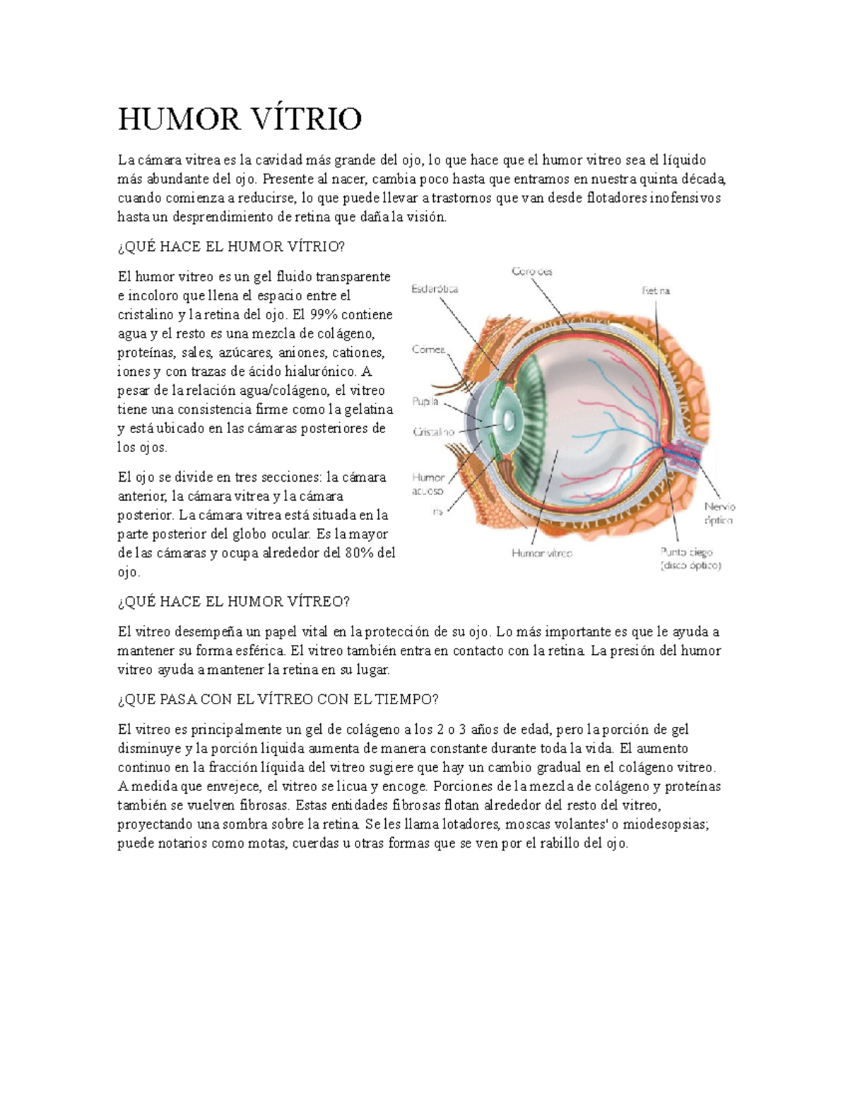 Humor Vítrio - ykykyky - HUMOR VÍTRIO La cámara vitrea es la cavidad ...