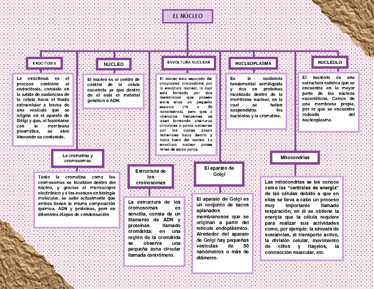 Nucleo - Mapas Conceptuales - EL N⁄CLEO EXOCITOSIS La exocitosis es el proceso contrario al ...