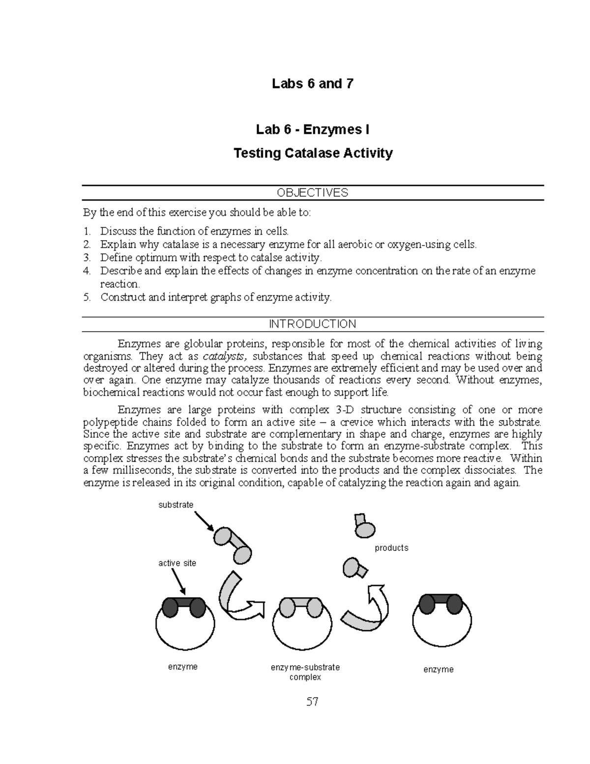 BI-201 Labs 6 7 Enzymes I II 2023 - active site enzyme enzyme-substrate ...