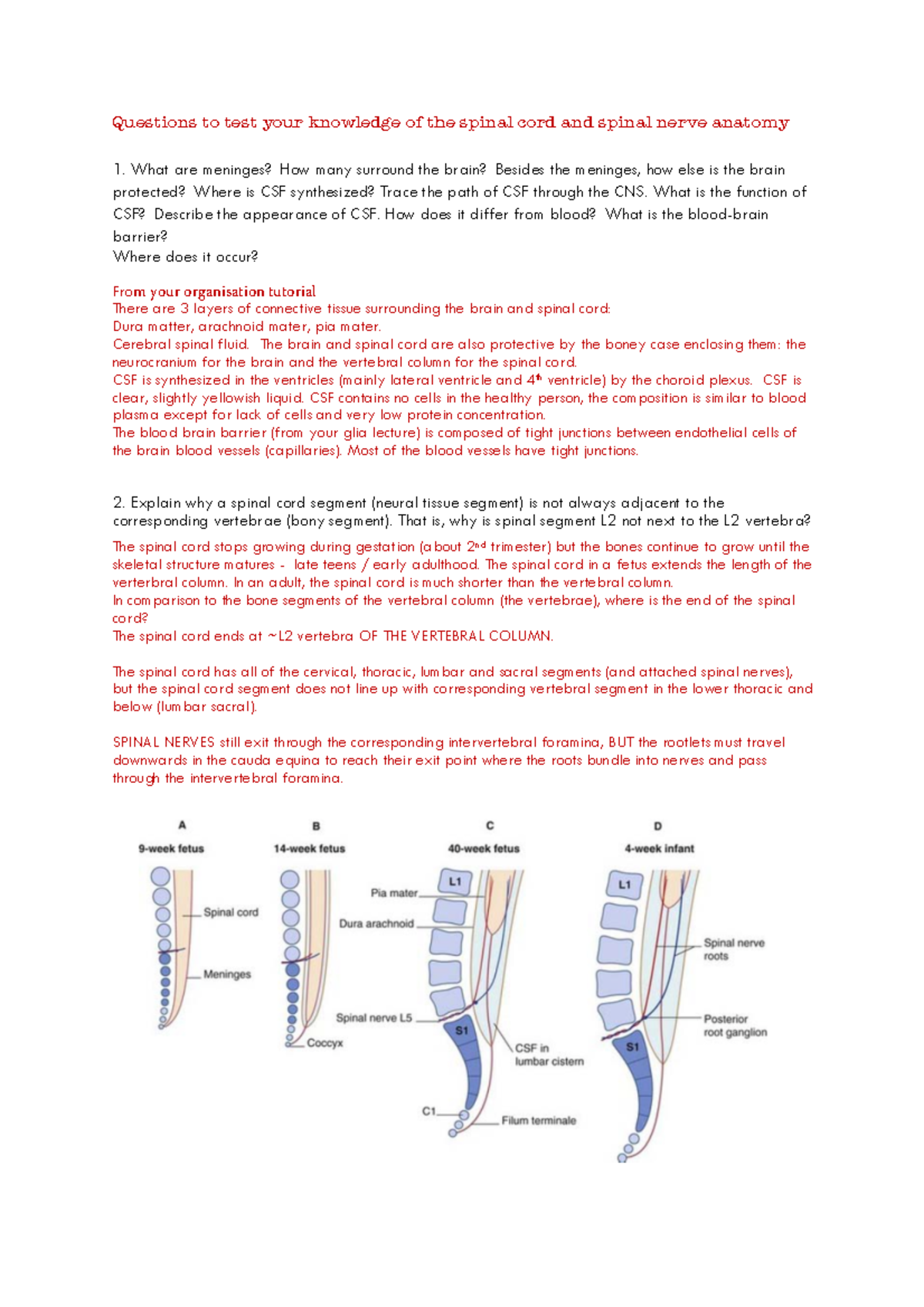 ANAT2010 spinal cord answers 2020 spot test - Questions to test your ...