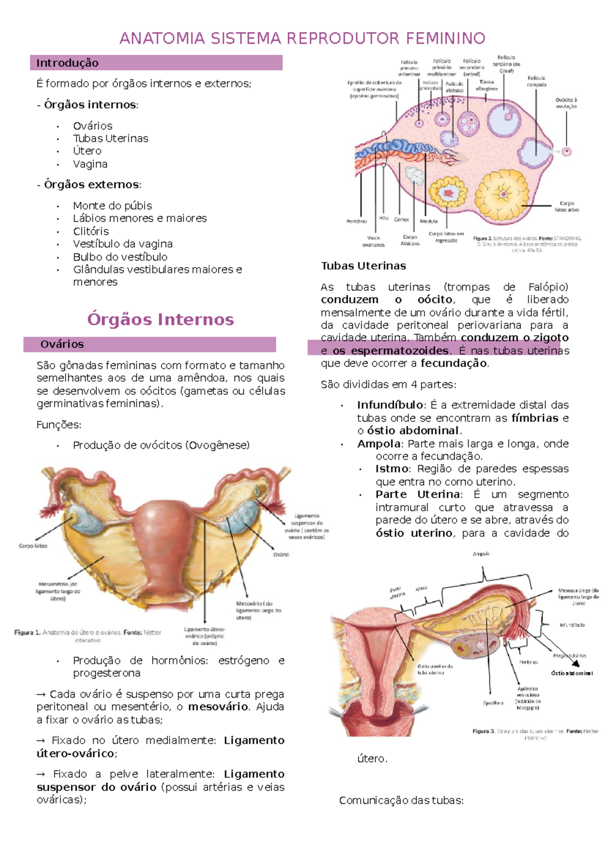 3 Anatomia do Sistema Reprodutor Feminino - ANATOMIA SISTEMA REPRODUTOR ...