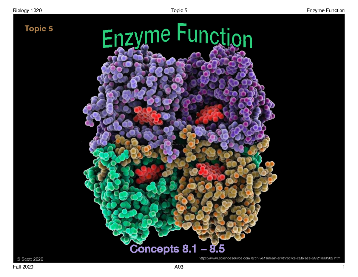 5-Enzyme Function - Notes - ####### © Scott 2020 Concepts 8. 1 – 8. 5 ...