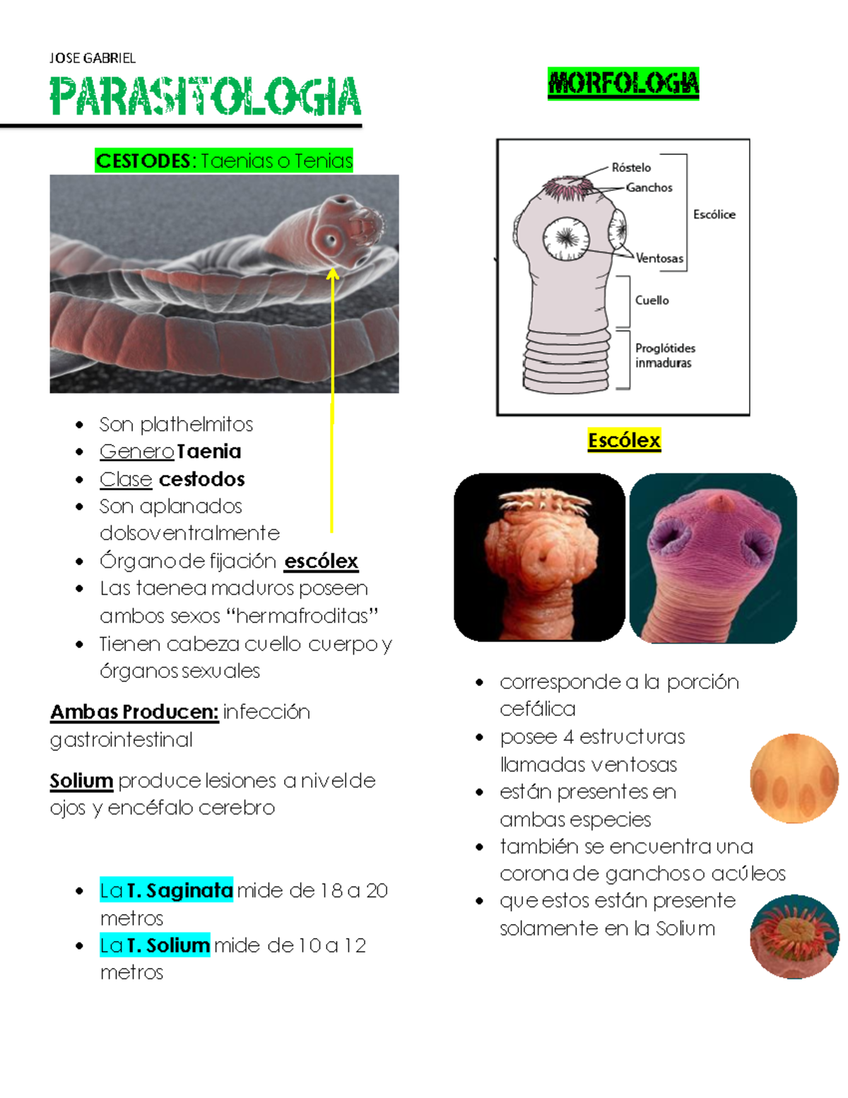 Teniasis - Parasitología CESTODES : Taenias o Tenias Son plathelmitos ...
