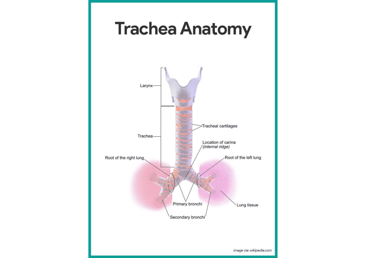 Learning with anatomy - Trachea Anatomy Larynx Tracheal cartilages ...