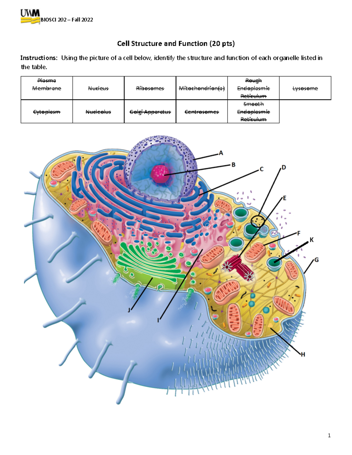 Cell Anatomy Activity - BIOSCI 202 3 Fall 2022 1 Cell Structure and ...