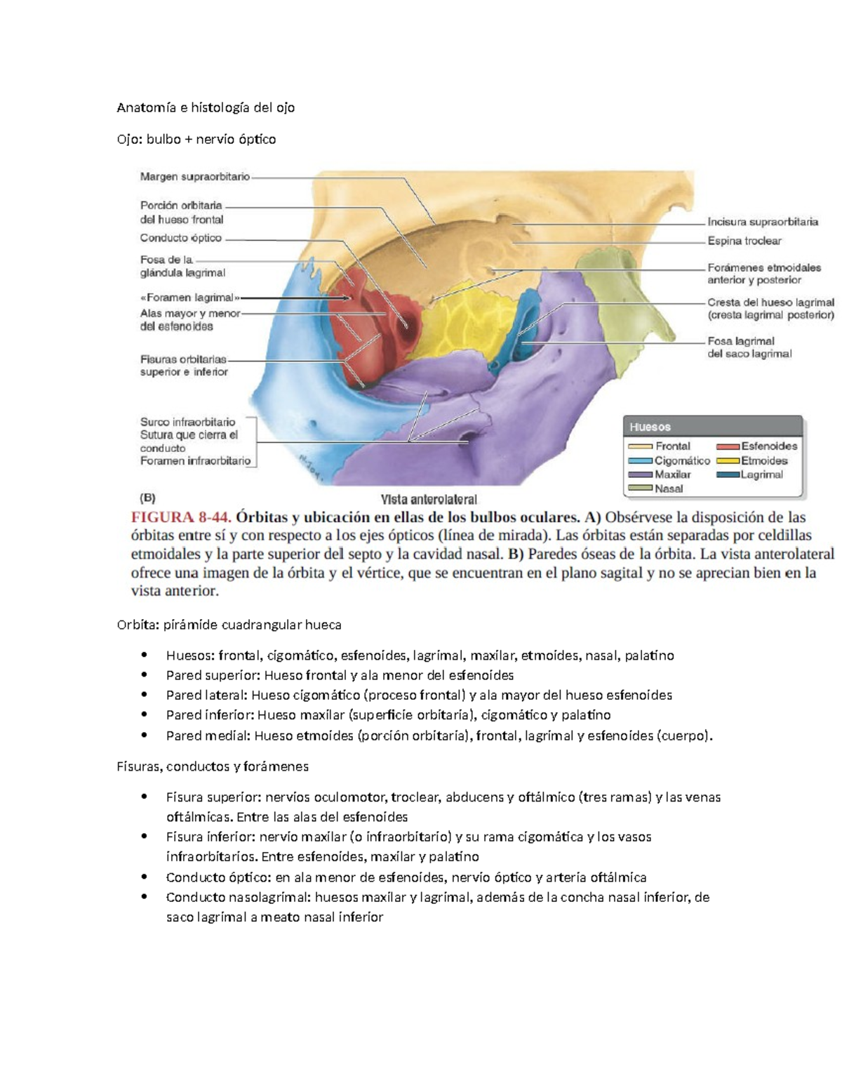 Anatomía ojo - Anatomia del ojo - Anatomía e histología del ojo Ojo ...