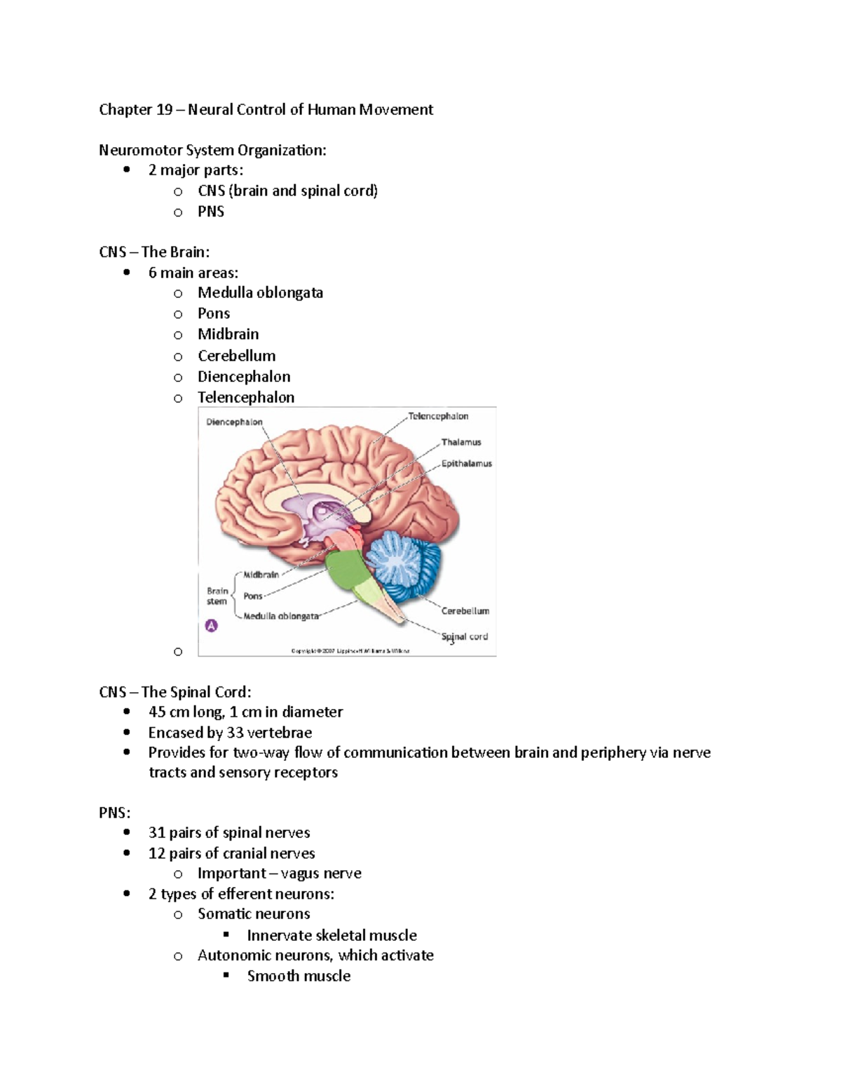 Chapter 19 - Neural Control in Exercise Physiology - Chapter 19 ...