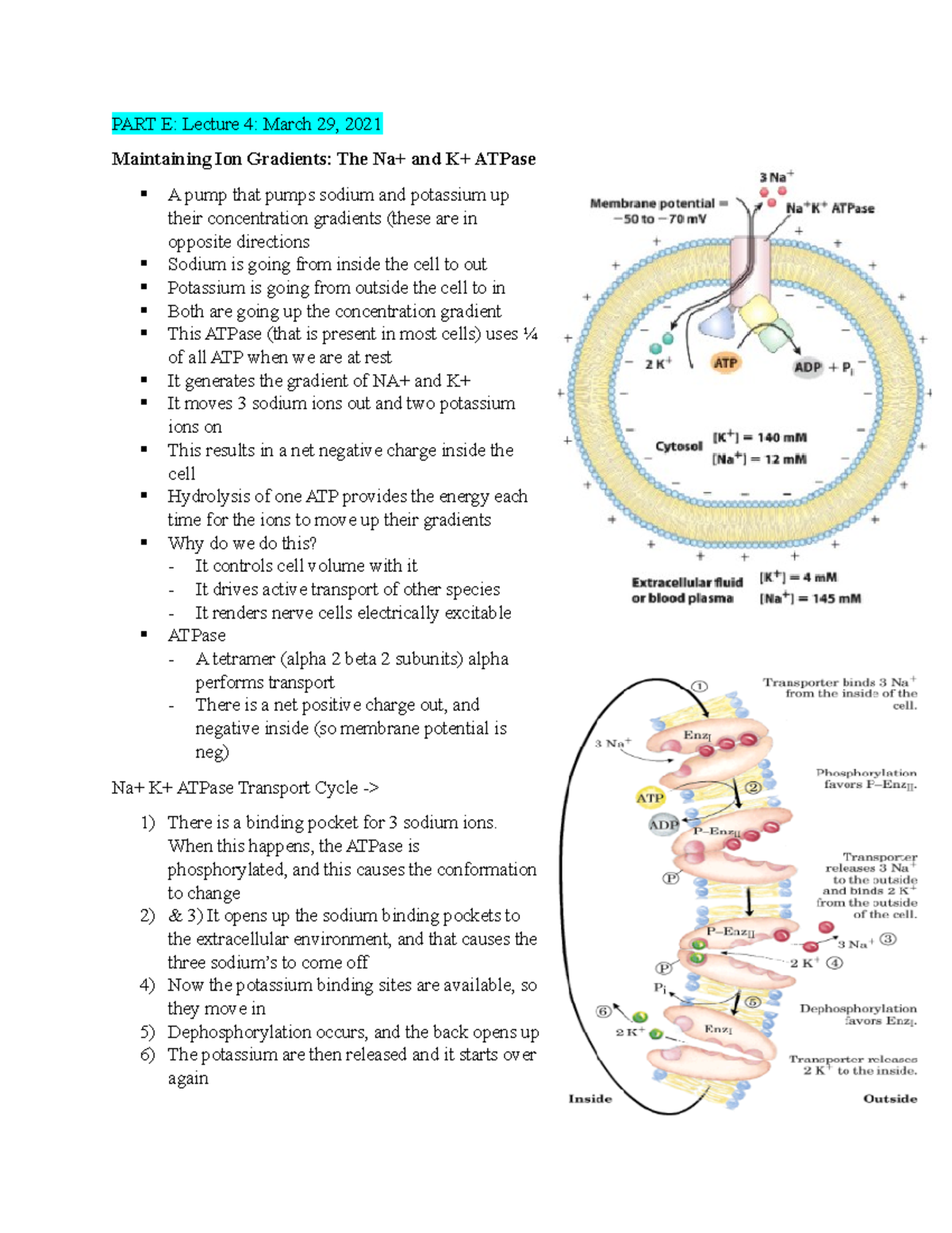 BIOC 3560 Part E Lecture 4 - PART E: Lecture 4: March 29, 2021 Maintaining Ion Gradients: The ...