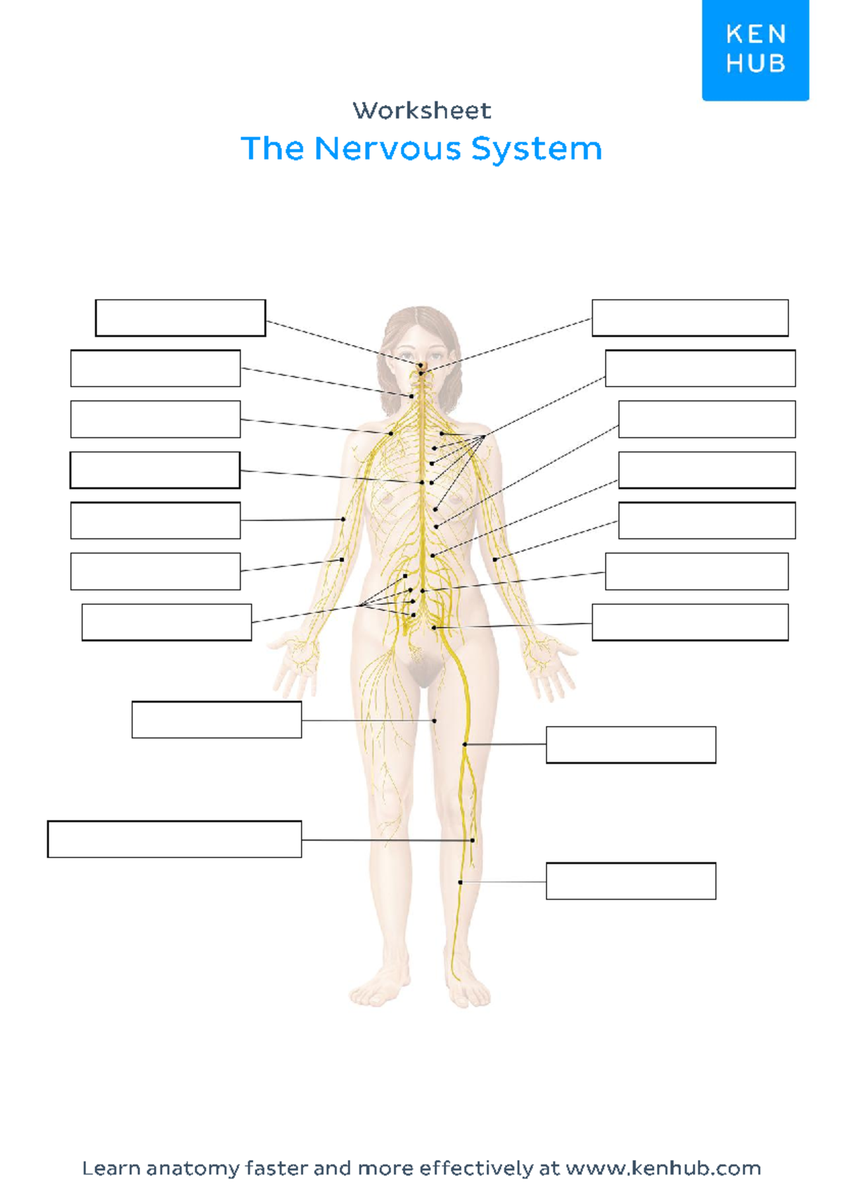 Worksheet nervous system unlabeled - ANAT2031A - Worksheet ...