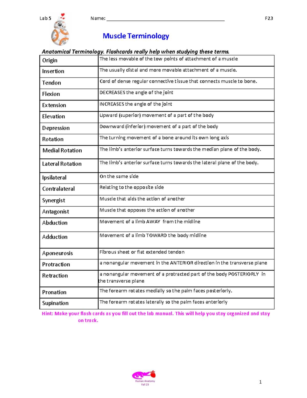 Lab+Manual+5+Muscle+Terminology%2C+Head%2C+Neck+muscles%2C+Heart+F23 ...