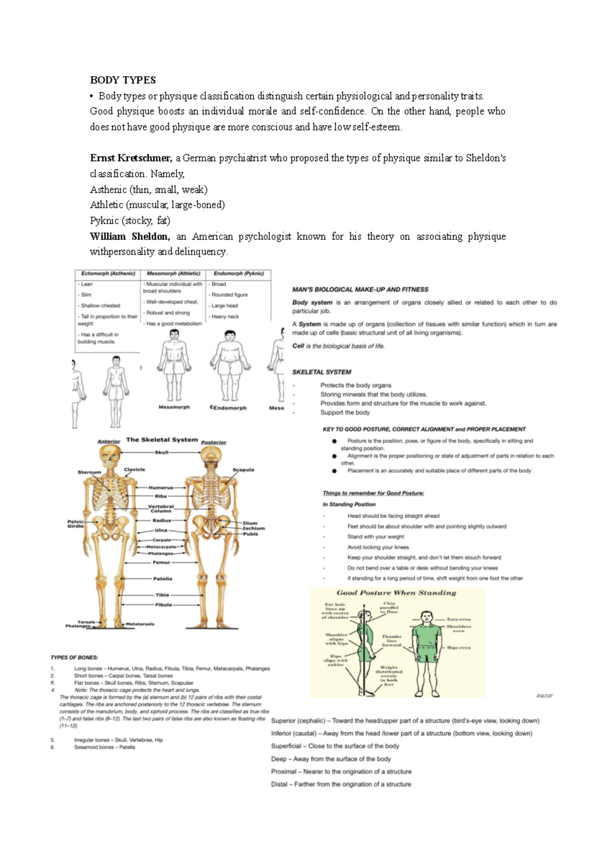 PE01 Assignment - parts and structures of body - BODY TYPES Body types ...