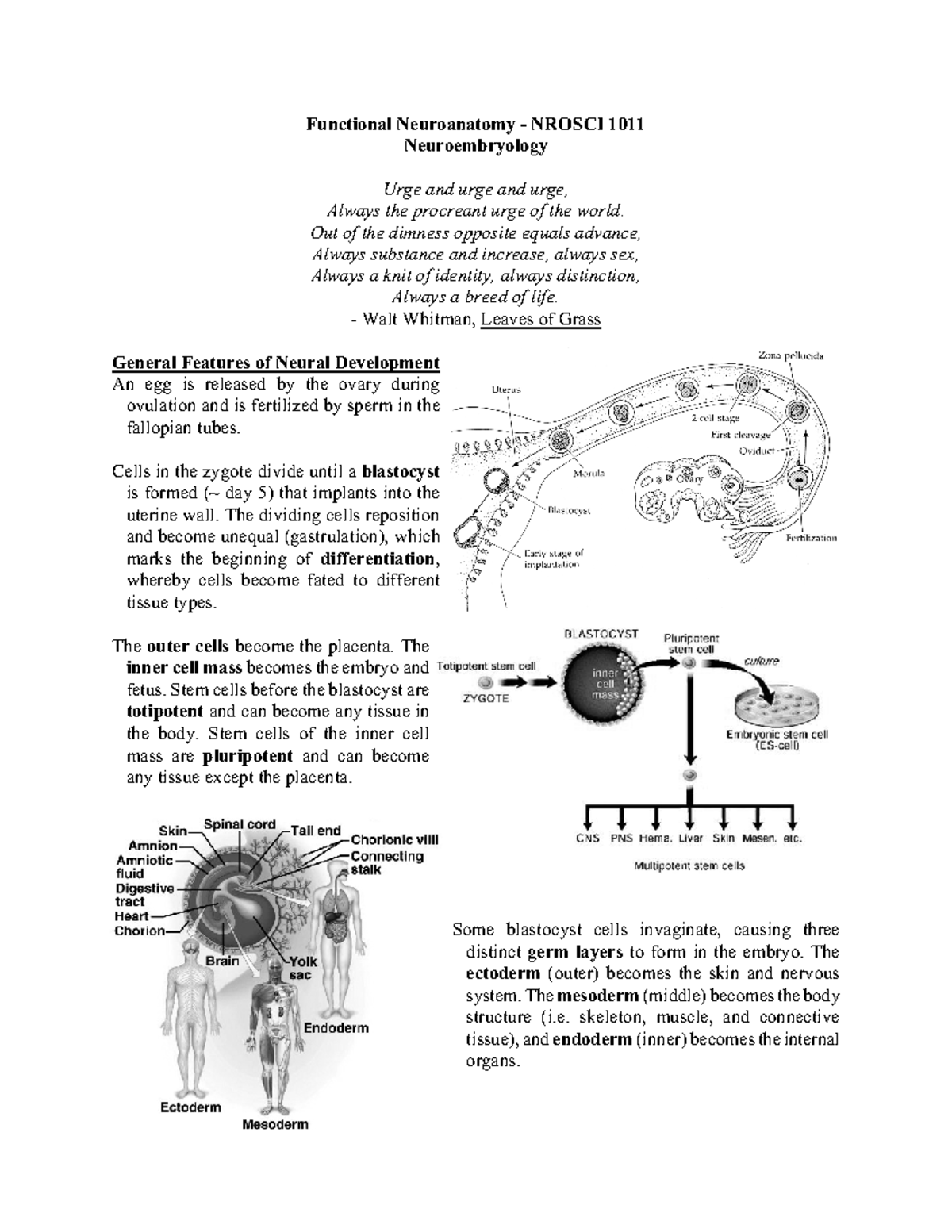 Neuroembryology - Dr. Sesack - Functional Neuroanatomy - NROSCI 1011 ...