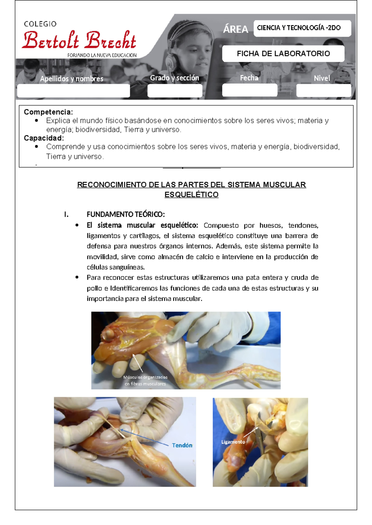 Ficha de lab muslo pollo - MI experimento: RECONOCIMIENTO DE LAS PARTES ...