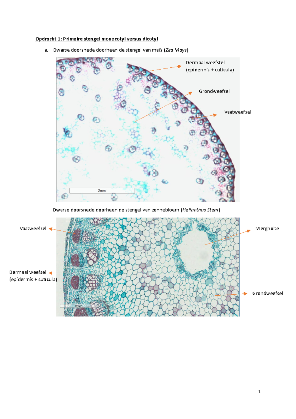 Stengel - Opdracht 1: Primaire stengel monocotyl versus dicotyl a ...
