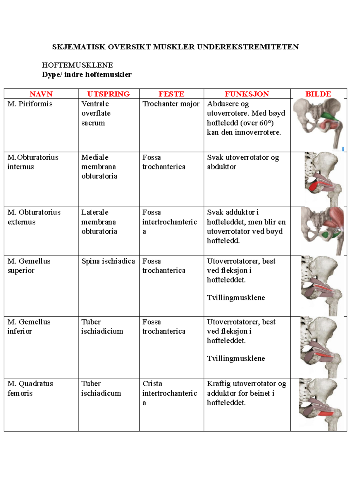 Skematisk oversikt anatomi underekstremitetn - SKJEMATISK OVERSIKT MUSKLER UNDEREKSTREMITETEN ...
