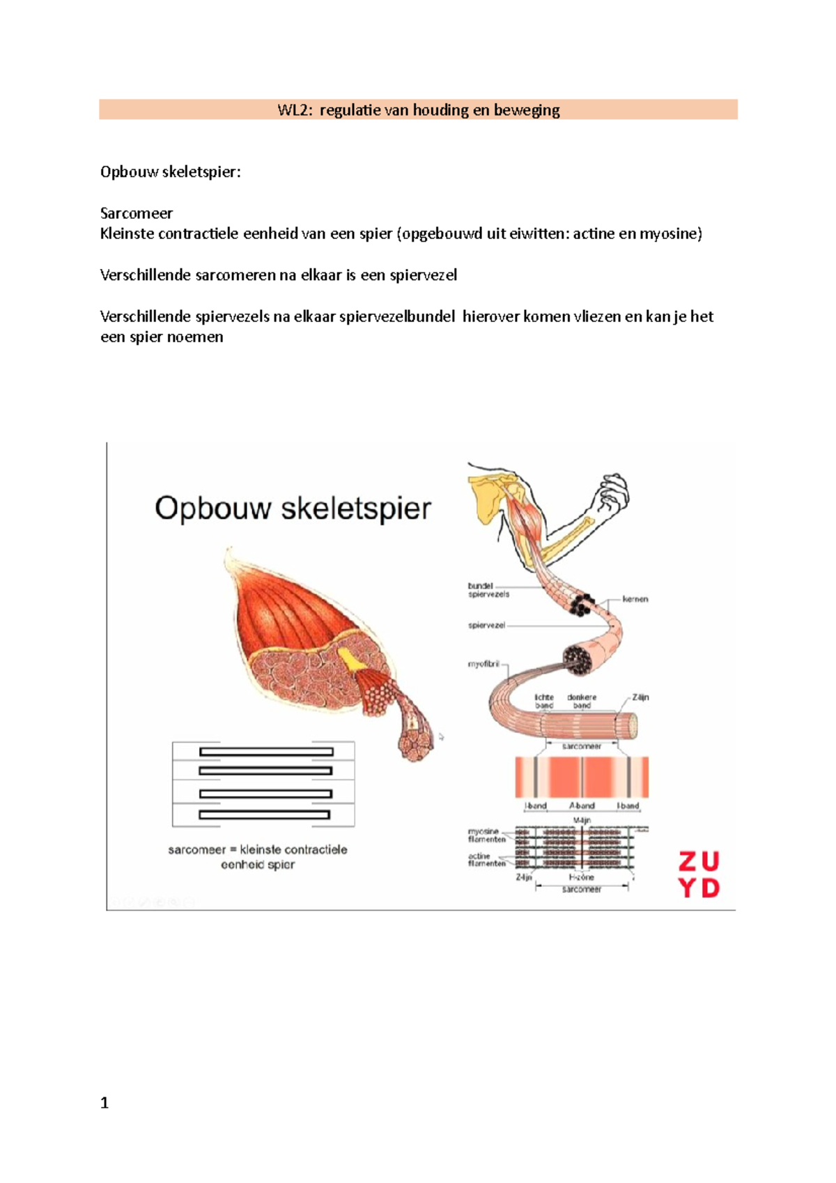 WL2- regulatie van houding en beweging - WL2: regulatie van houding en ...