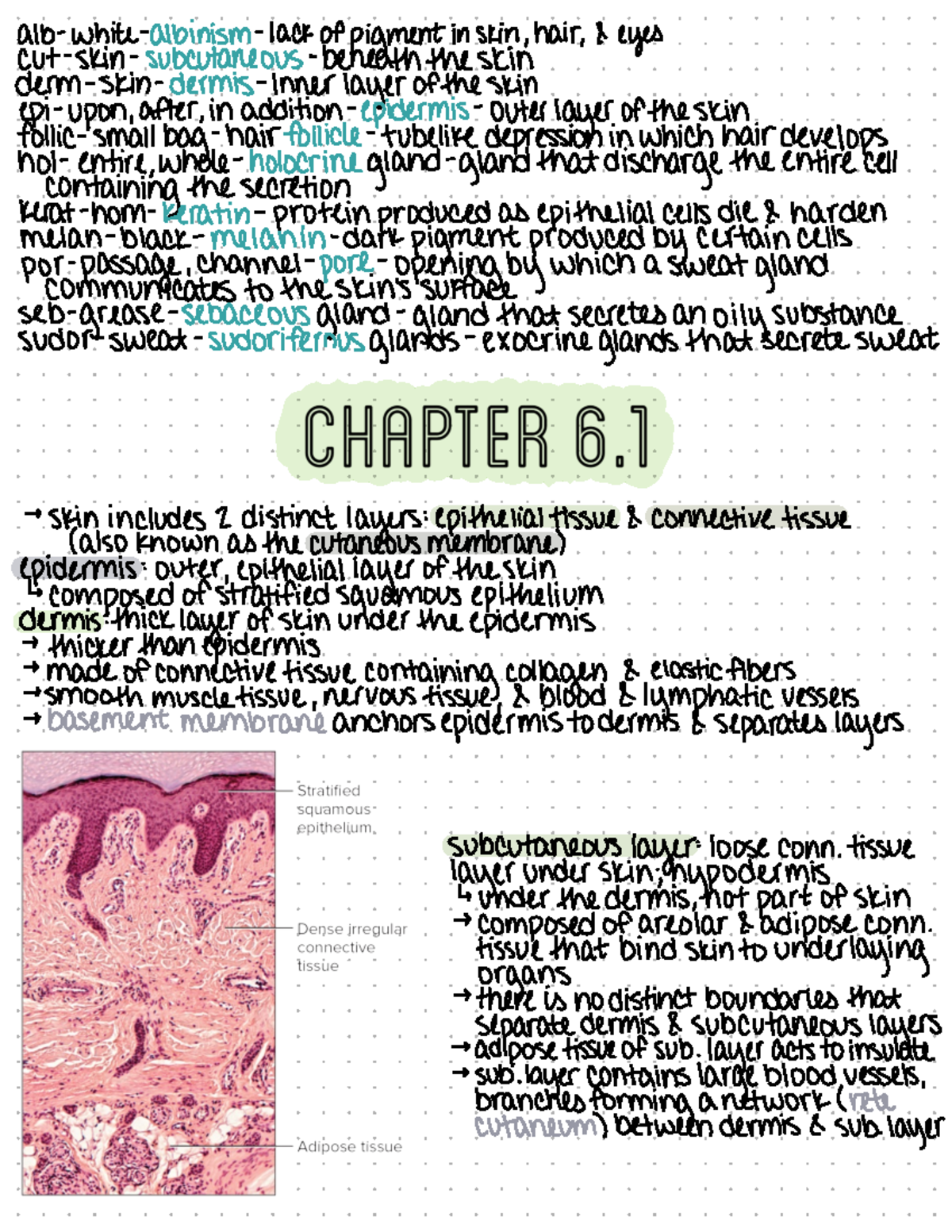 Chapter 6 Integumentary System - atb-white albinism lackof ...