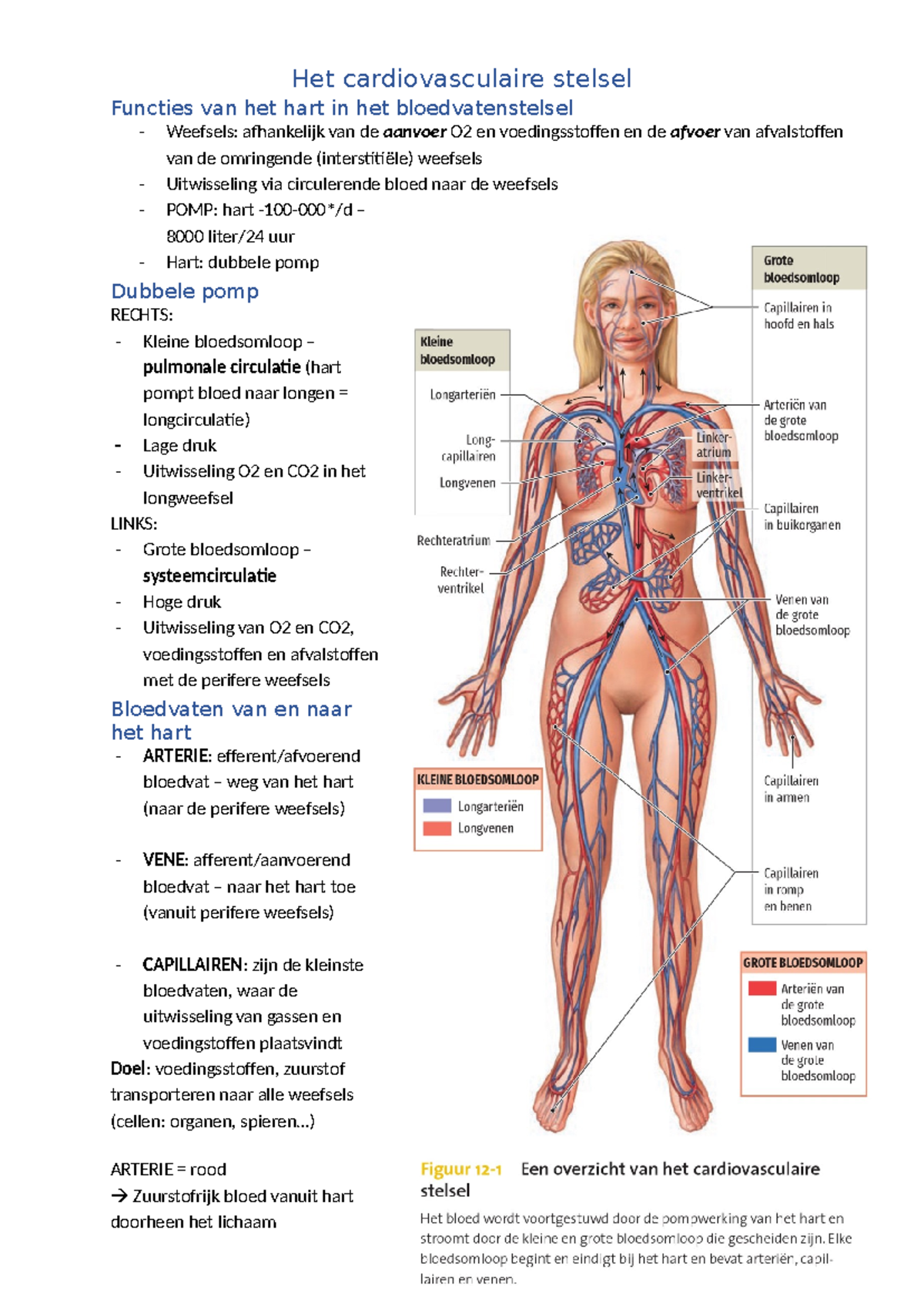 SV Het cardiovasculaire stelsel - Het cardiovasculaire stelsel Functies van het hart in het ...