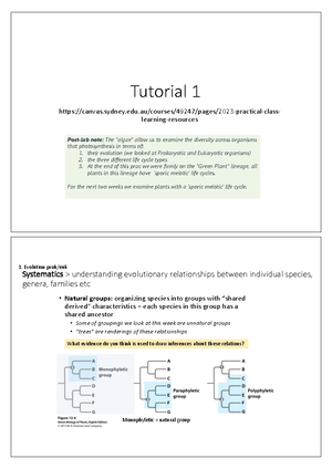 W10 Shoot 2 2023 - tutorial materials - Botany Anatomy Tutorial W10: Shoots Shoot Structure ...