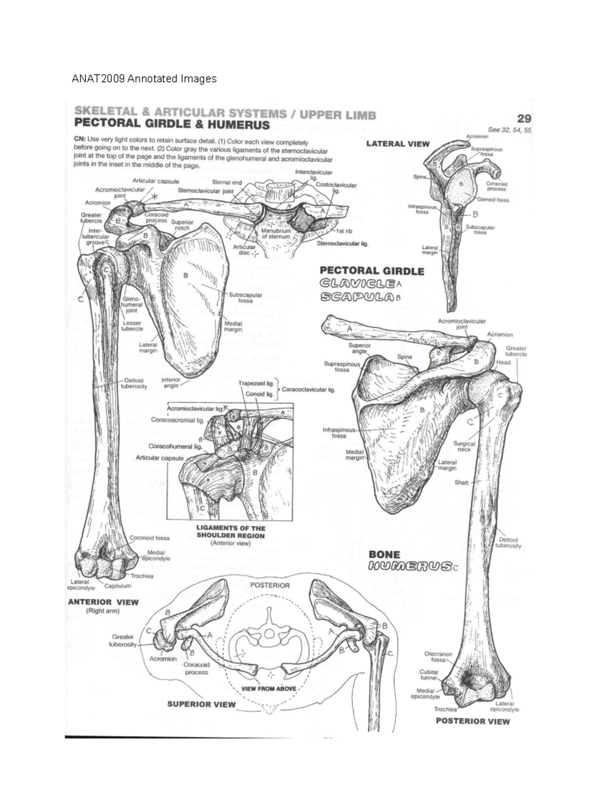 ANAT2009 Annotated Images - ANAT2009 - USyd - Studocu