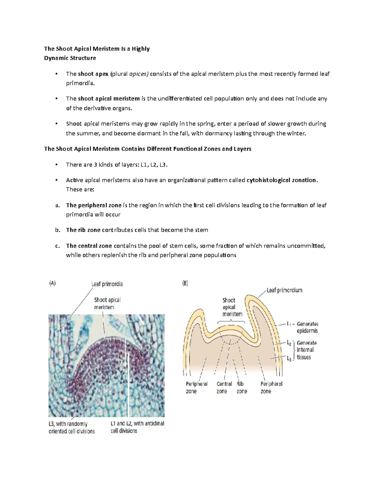 The Shoot Apical Meristem Is a Highly - The shoot apical meristem is ...