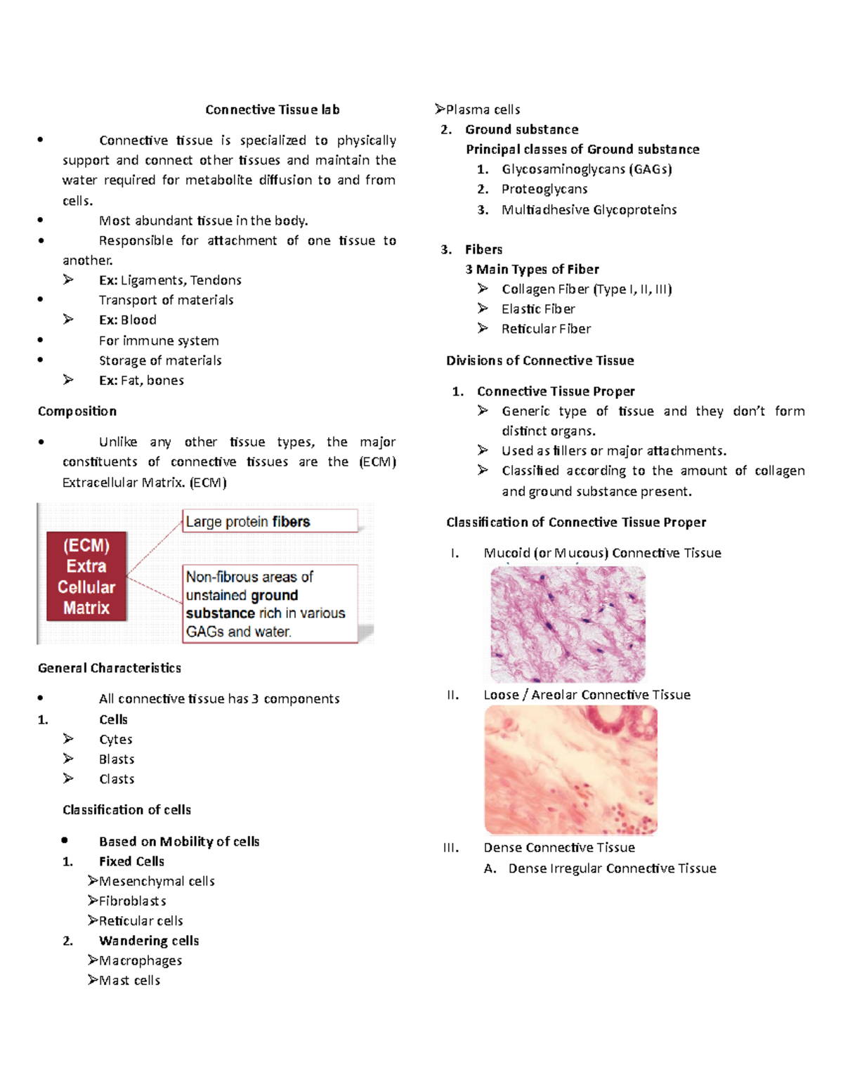 Connective Tissue lab - laboratory - Connective Tissue lab Connective ...