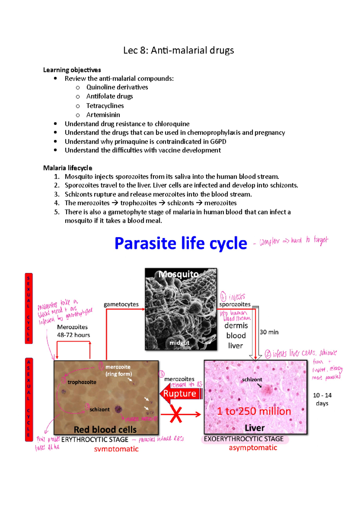 Lec 8 - Antimalarials - Comprehensive lecture notes on the pathogenesis ...