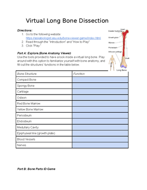 Skeletal+System+Guided+Notes - Unit 5: Skeletal System Functions of the ...