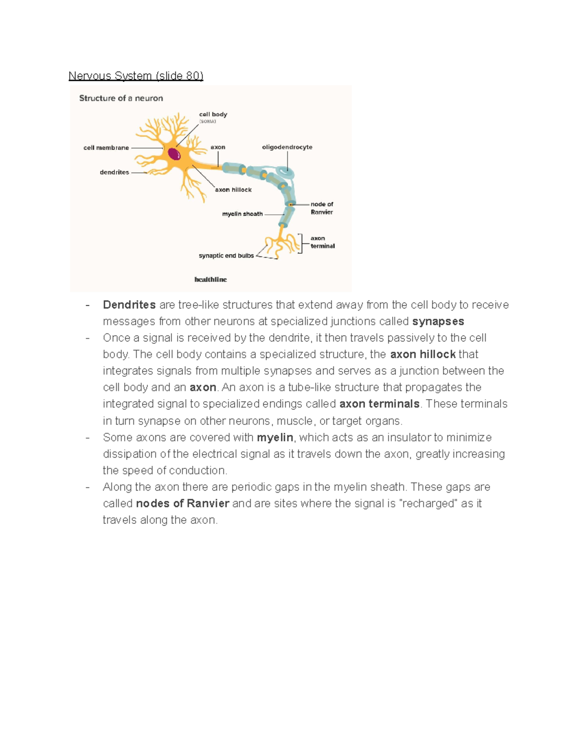 Bio Exam review unit 2 part 5 - Nervous System (slide 80) Dendrites are ...