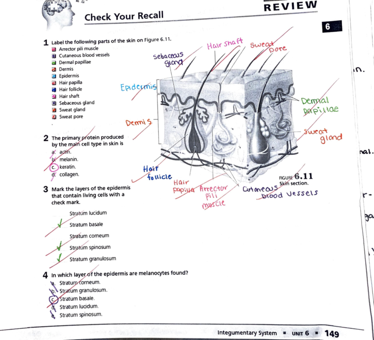 Integumentary system - ~~'"i _) t~- 'i1r· j Check Your Recall 1 Label ...