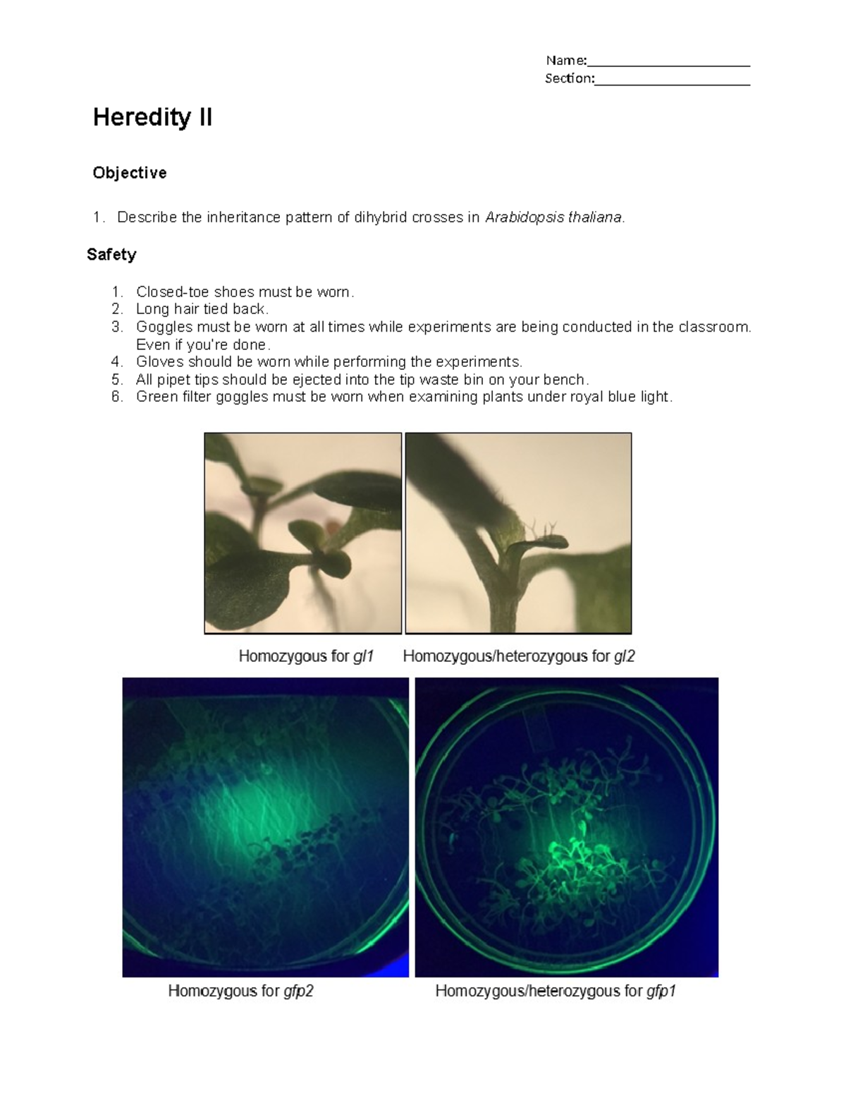 Heredity II v1 plates - Lab - Section: Heredity II Objective Describe ...