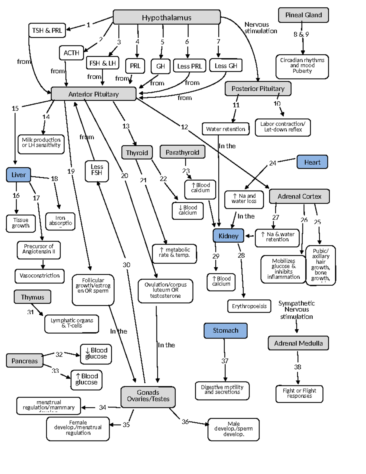 Endocrine Concept Map - 19 Pineal Gland Posterior Pituitary 12 18 30 29 ...
