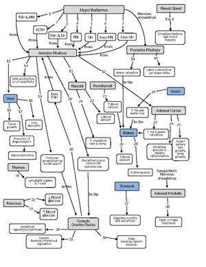 Endocrine Concept Map Answers - Endocrine Concept Map Answer Key 1 ...