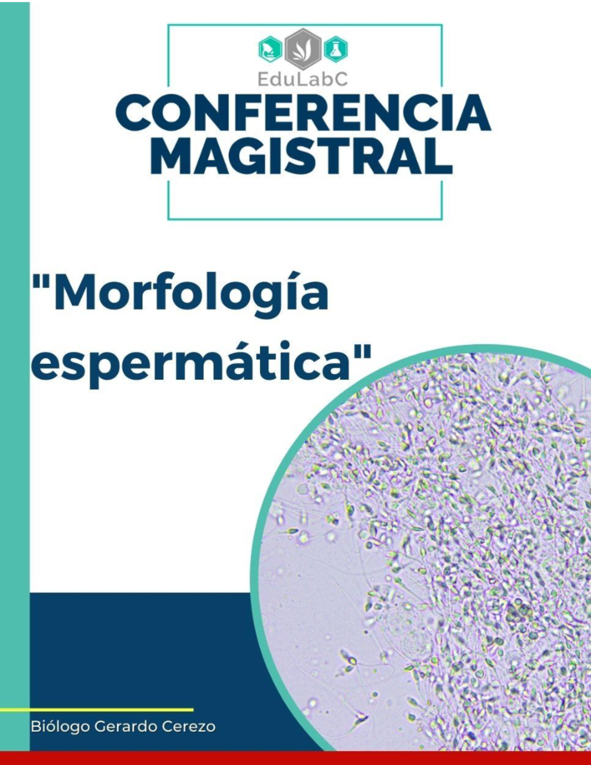 Resumen Morfologi%C3%8C%C2%81a%20esperma%C3%8C%C2%81tica - Importancia ...