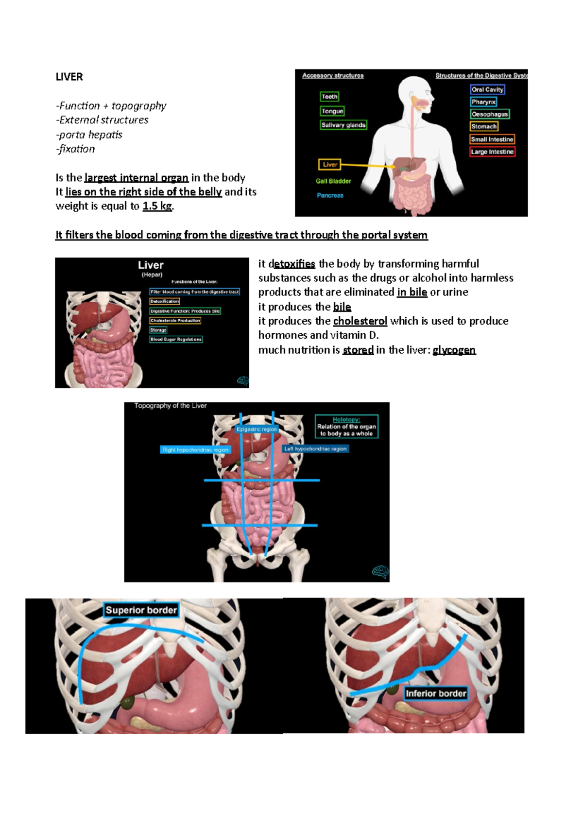 Liver - LIVER -Function + topography -External structures -porta ...