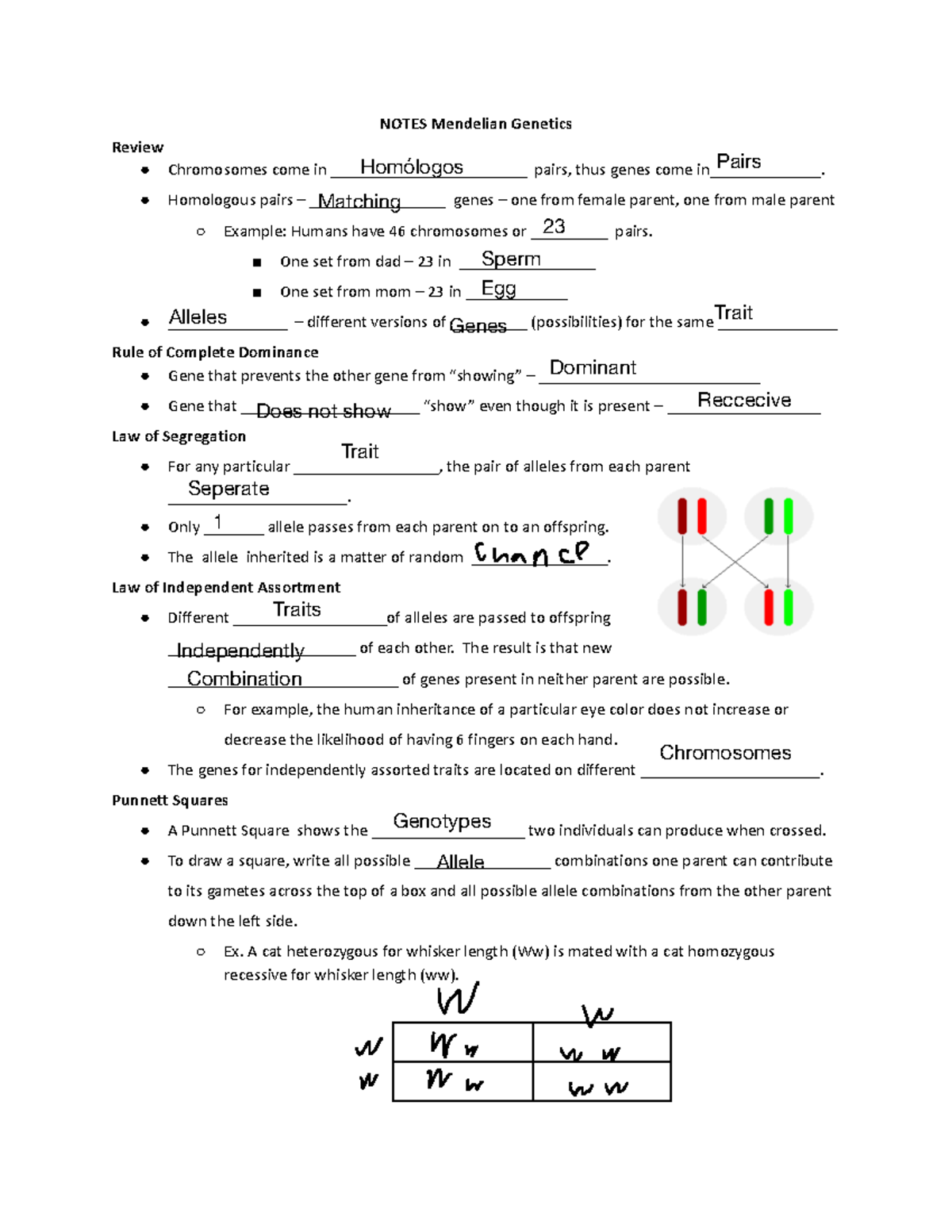 Notes Mendelian Genetics - NOTES Mendelian Genetics Review Chromosomes ...