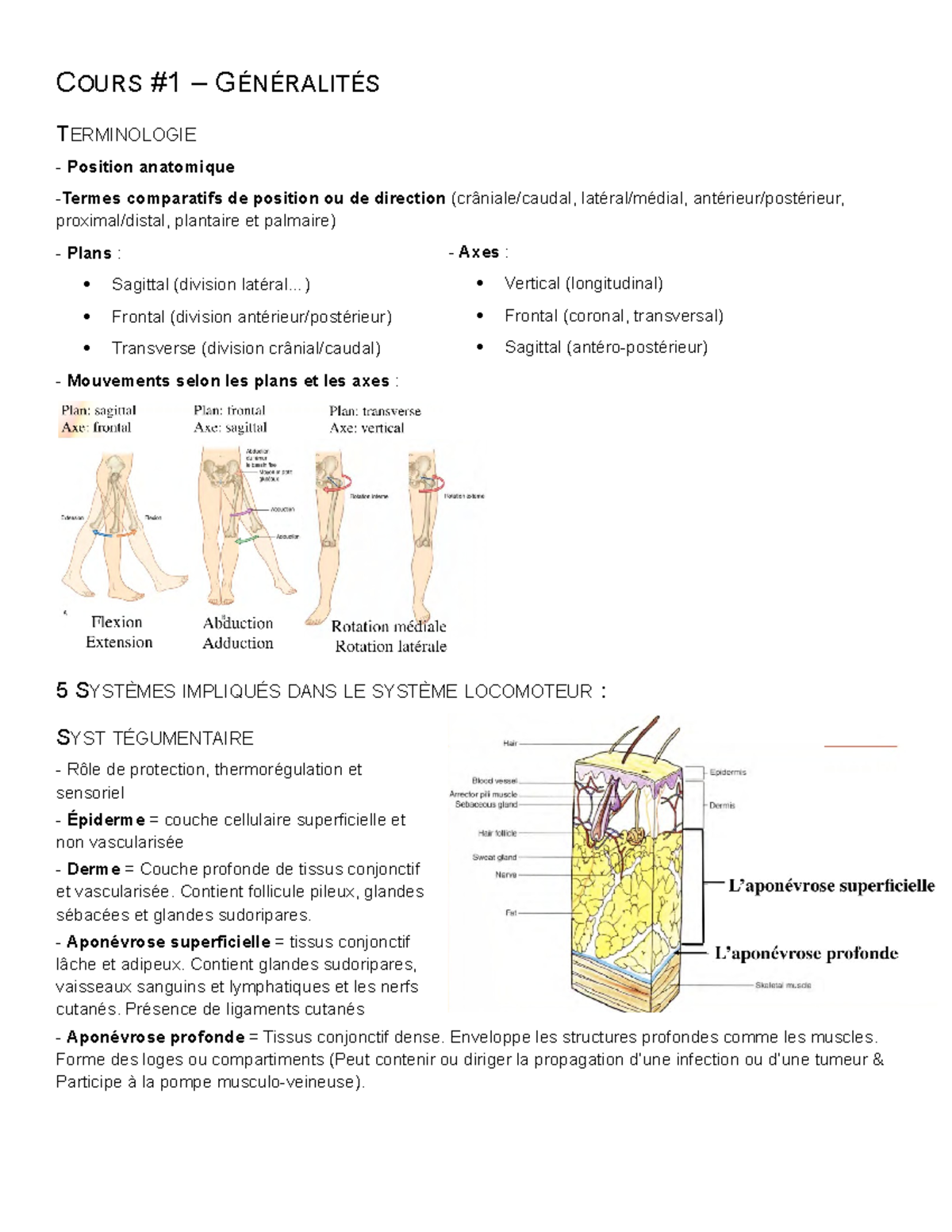 Révision examen#1 - Résumé Anatomie fonctionnelle 1 - COURS ...