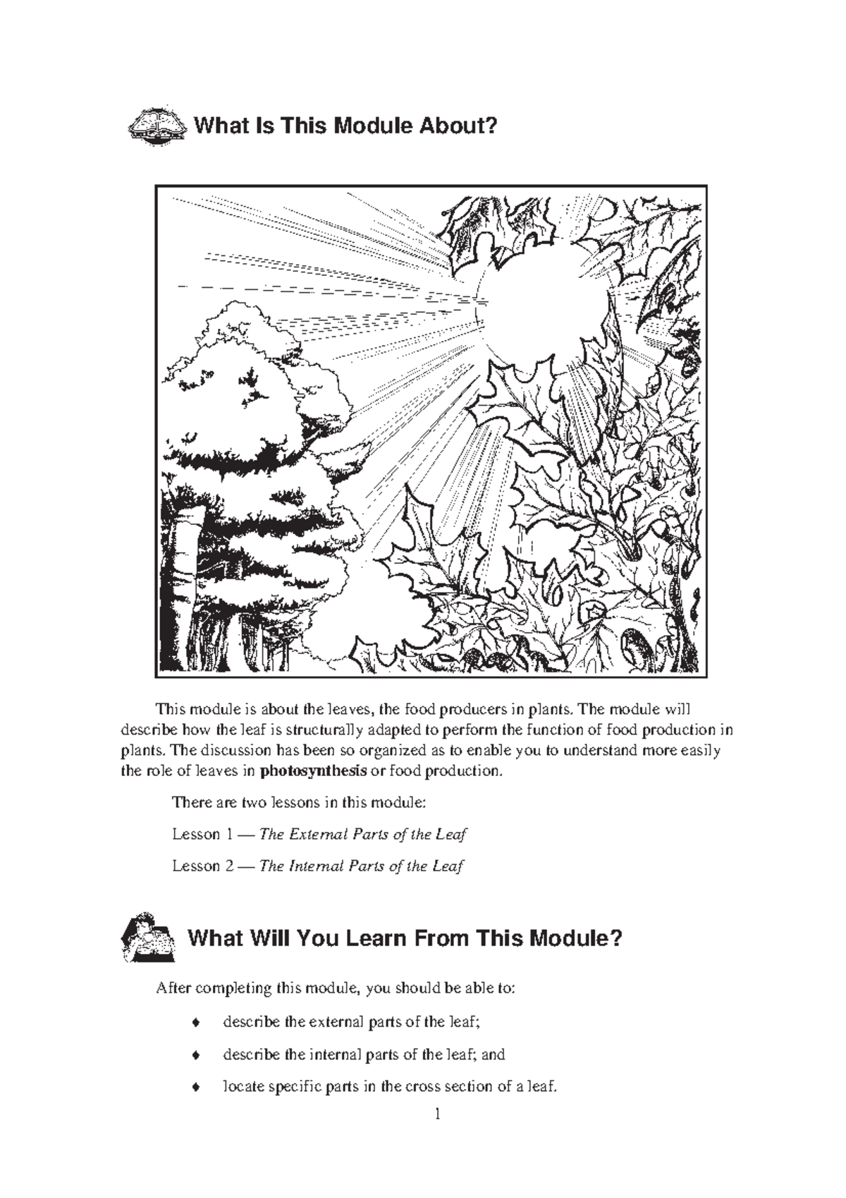 Leaves The Food Factory of Plants - What Is This Module About? This ...