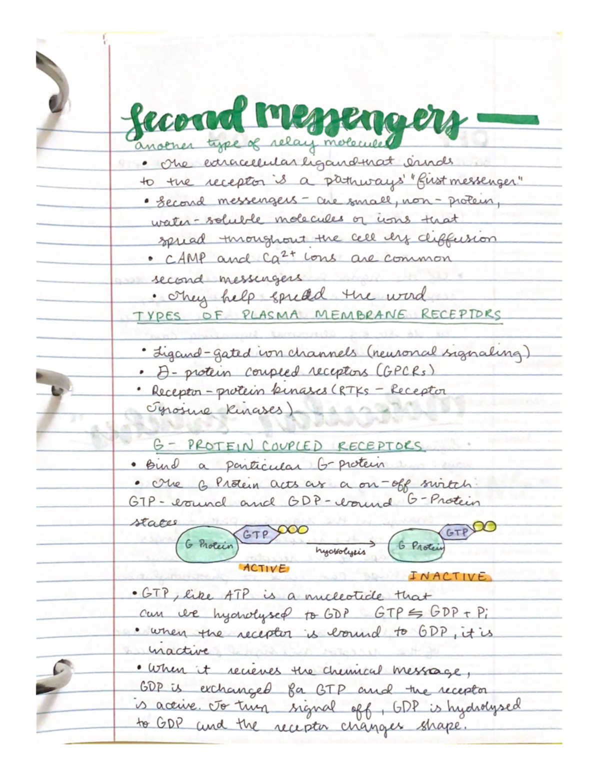 Messengers - Second messengers another type of relay molecules one ...