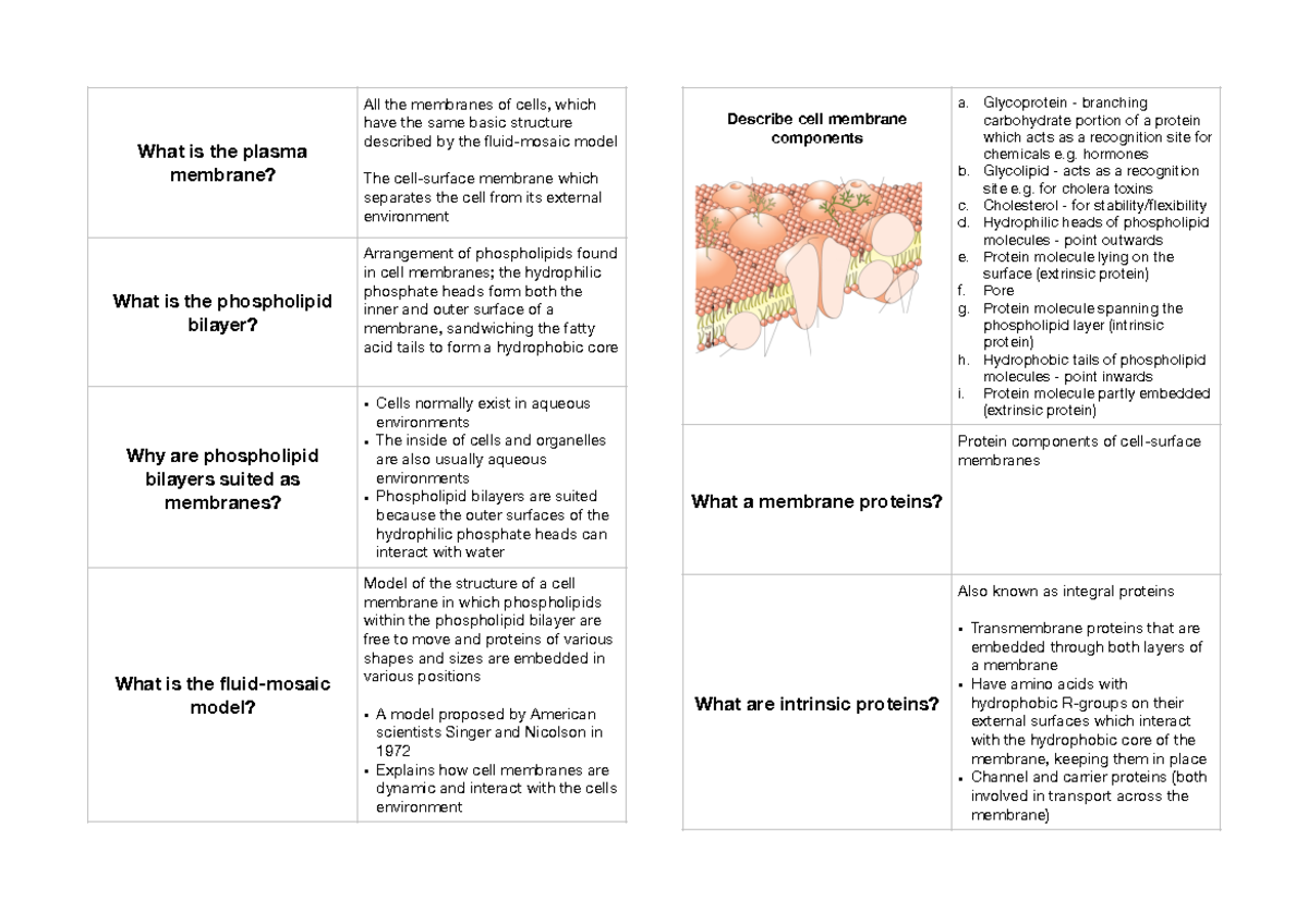 ALevel Biology Flashcards Plasma Membranes - What is the plasma ...